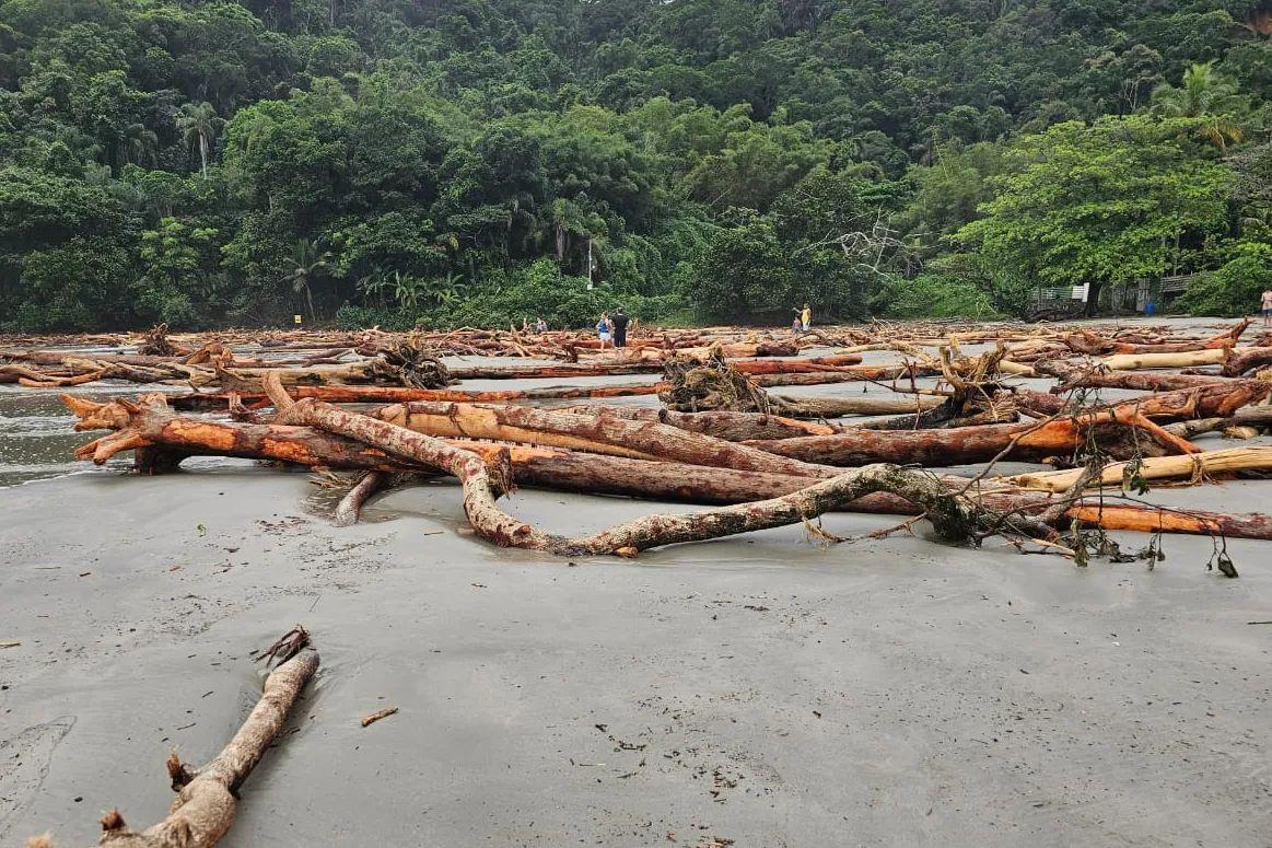 Troncos ‘gigantes’ tomam conta de praia do litoral de SP após ...