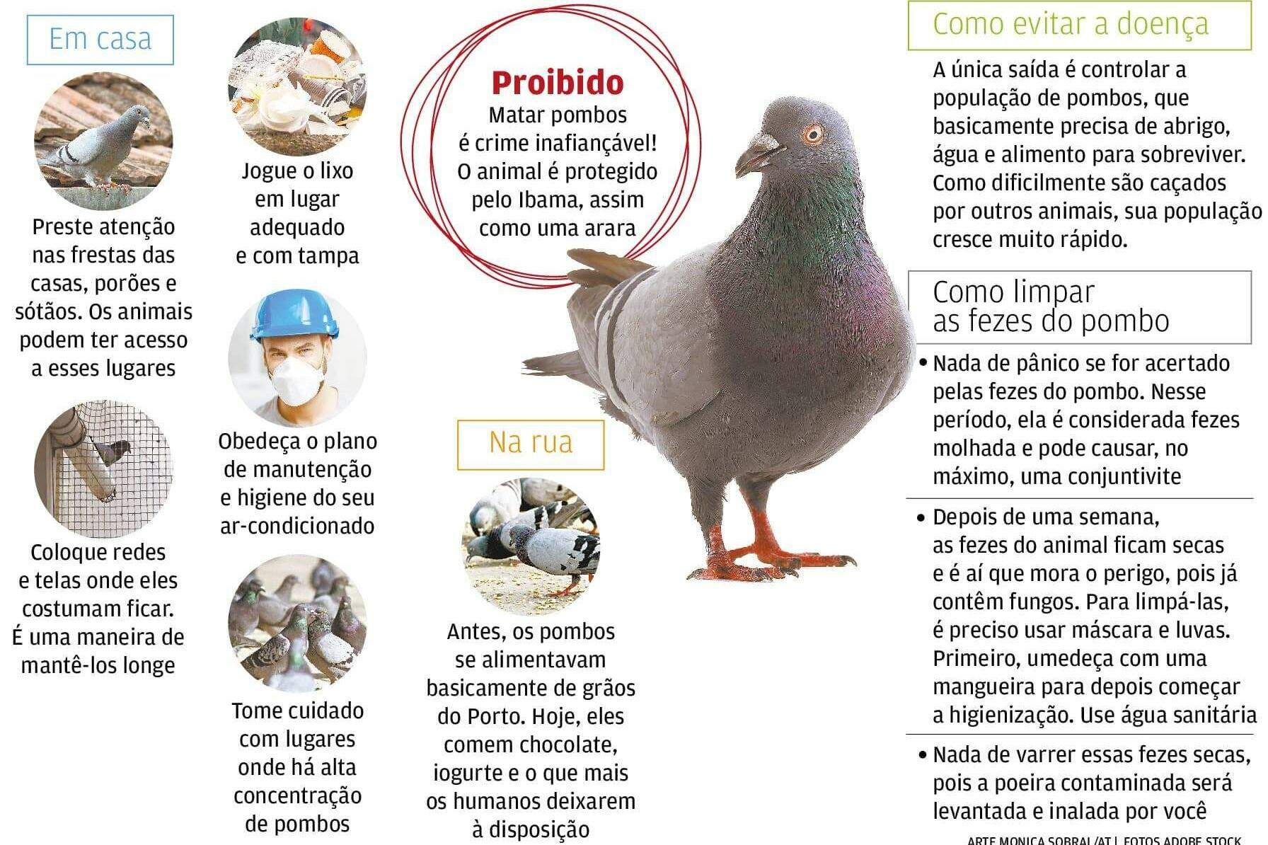 Criptococose: Saiba tudo sobre a doença do pombo que pode até ser fatal