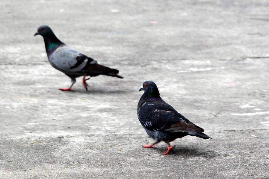 Entenda os cuidados para evitar a doença do pombo