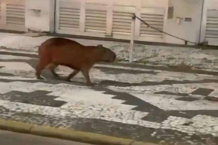 Capivara é flagrada 'dando uma volta' pelas ruas de cidade do Litoral ...
