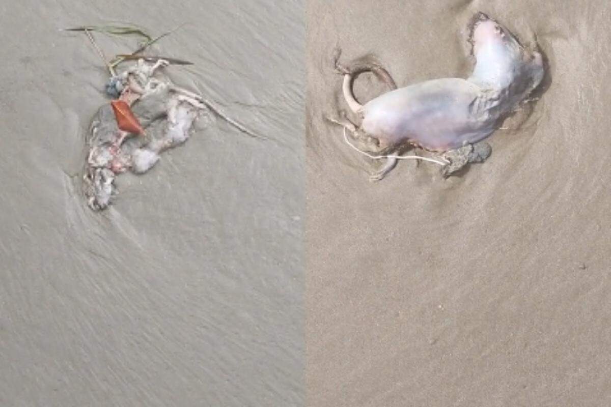 Além de baratas, ratos mortos são encontrados na areia de praia do ...