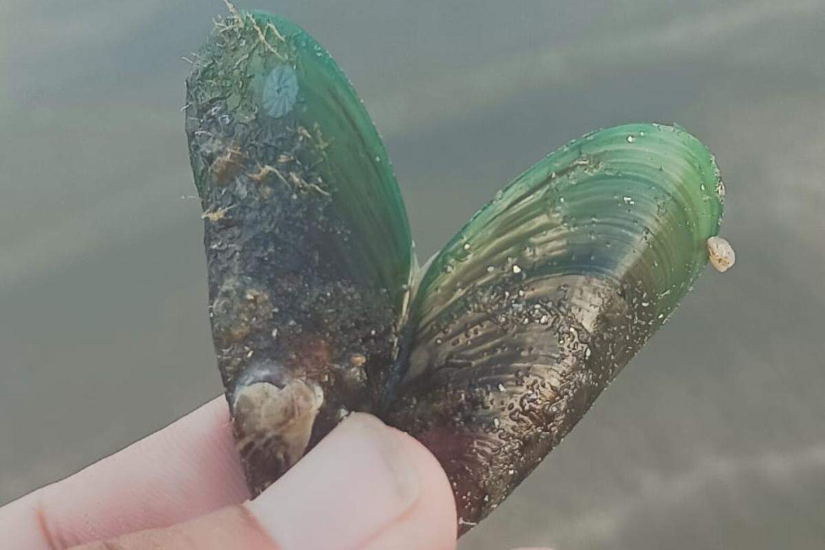 Praga asiática: mexilhão verde invade e ameaça praias do litoral de São ...