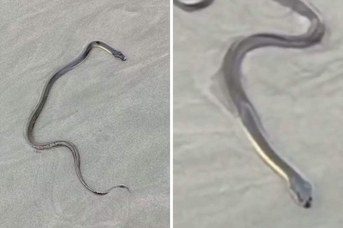Cobra famosa no Brasil surpreende morador em Praia Grande, no litoral ...