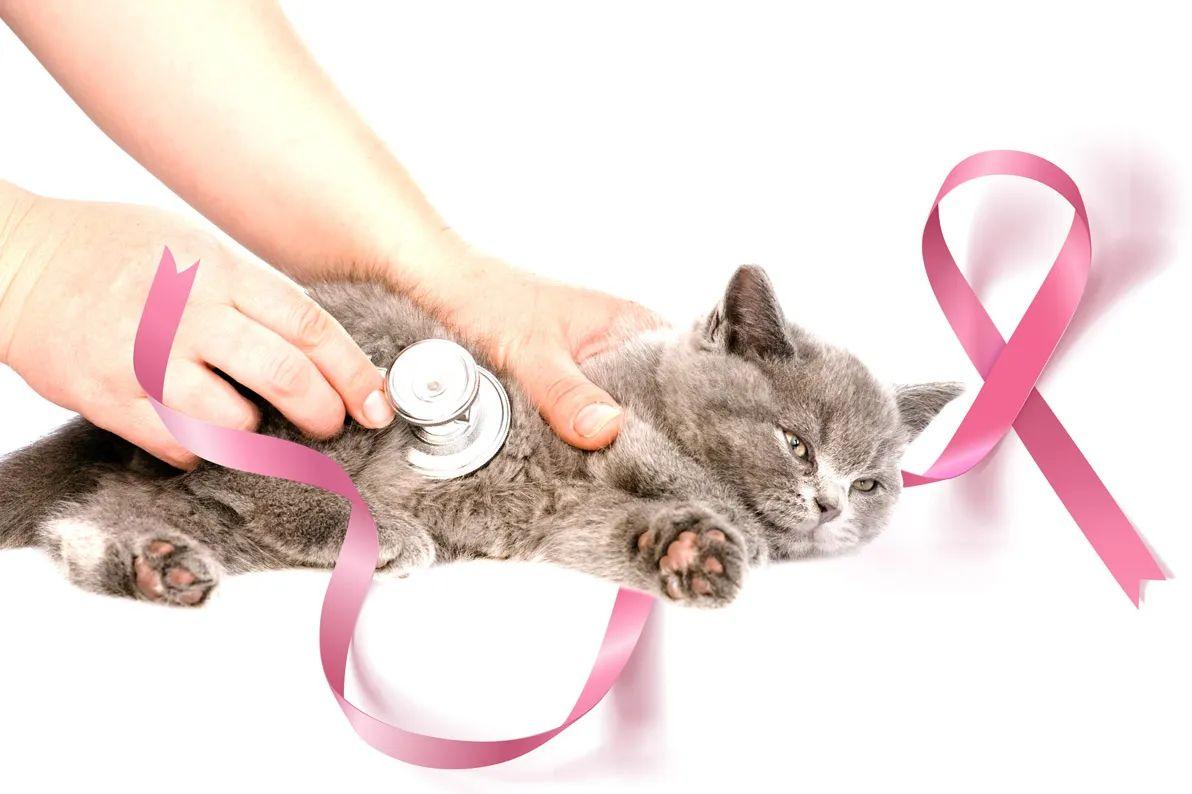 Veterinárias explicam como tratar o câncer de animais, a principal ...